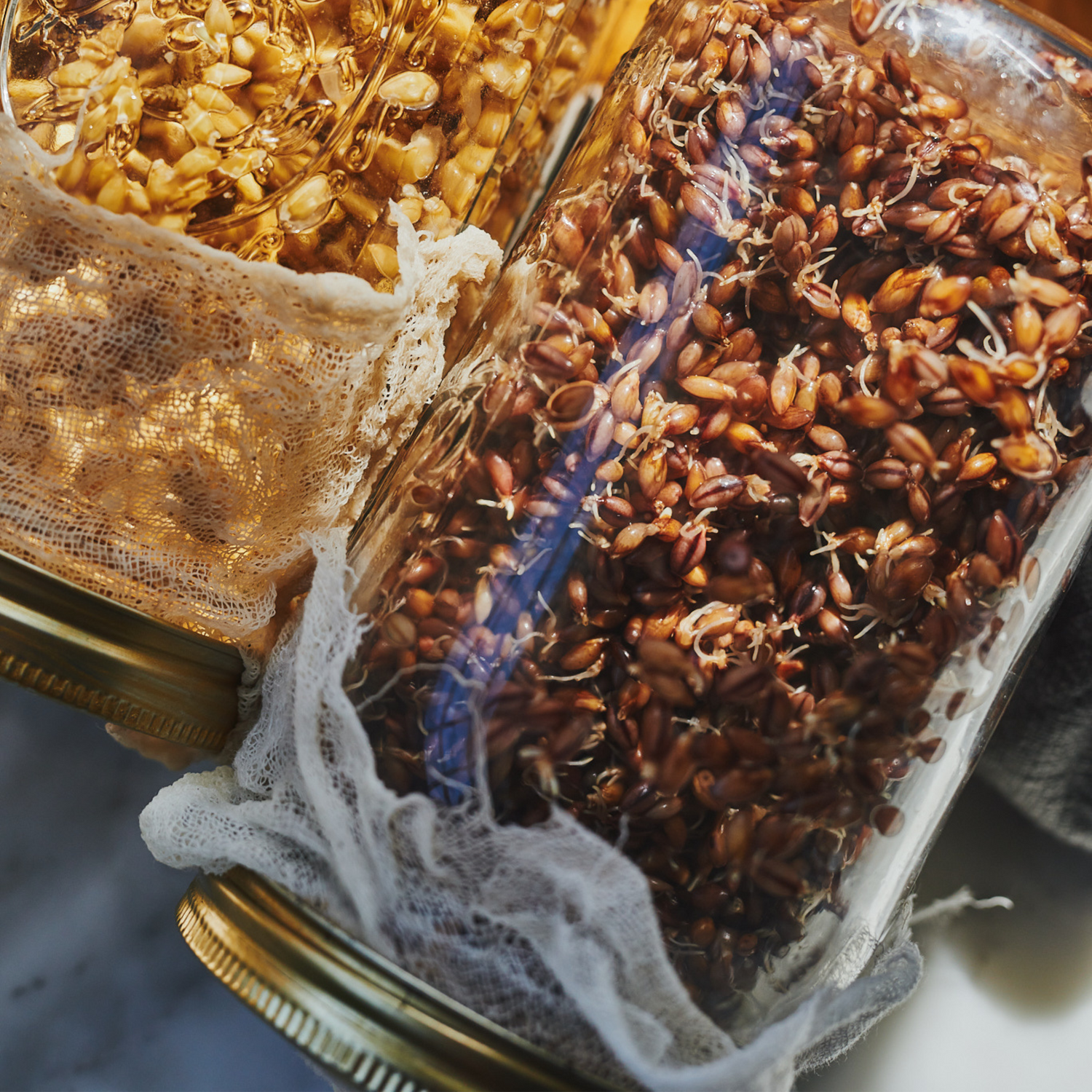 Sprouting Whole Grains – Hayden Flour Mills